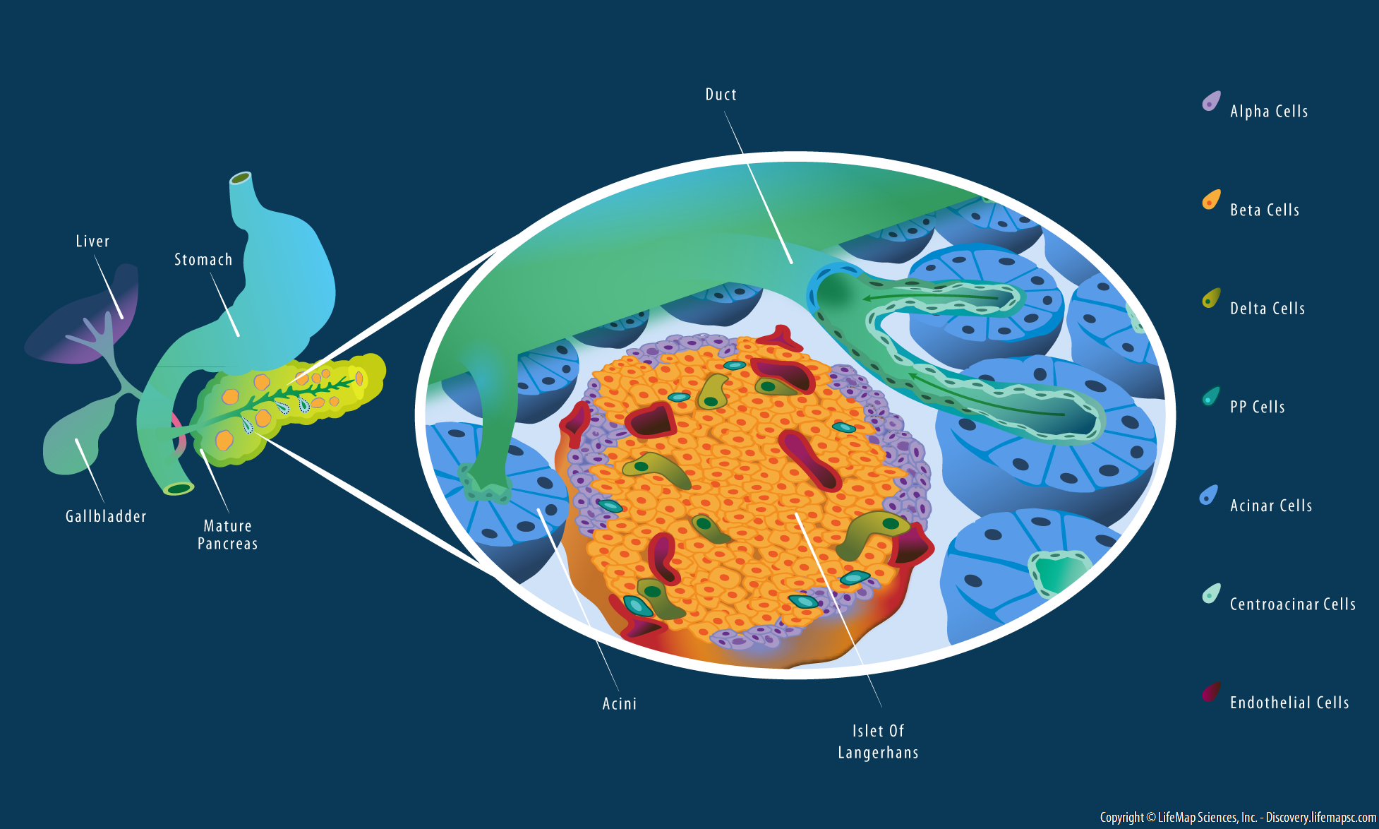 The Digestive System, a system that helps us to break down our food ...