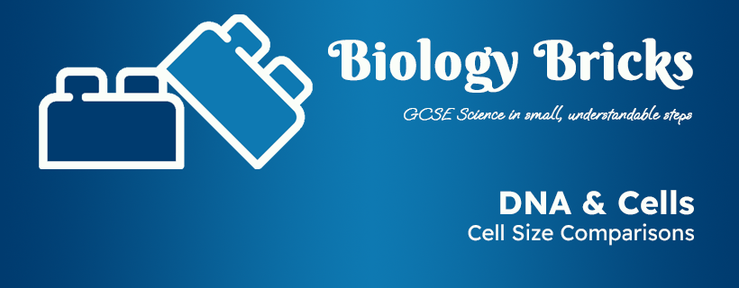 Cell Size Comparison, a look at the different sizes of cells, both in ...