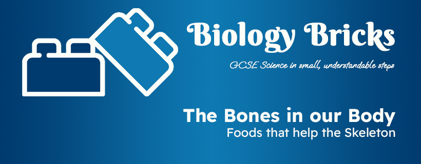 Foods that help the skeleton include a mix of vitamin rich foodstuffs ...