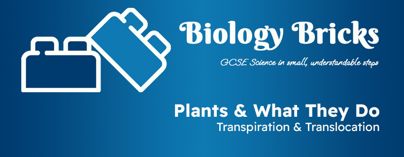 Transpiration & Translocation, two methods of moving excess water and ...